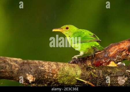 Green Honeycreeper Chlorophanes Spiza Female On Branch Boca Tapada