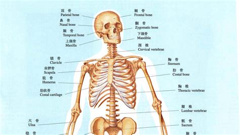 骨骼构造英文学习 骨骺英文怎么说 哔哩哔哩