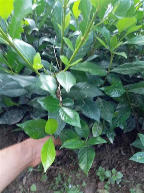 重庆栀子苗 栀子苗基地 栀子苗批发每株0 3元