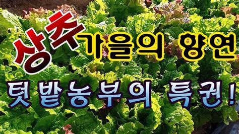 텃밭농부829 가을 상추의 향연 텃밭농부들의 특권 상추재배 Youtube