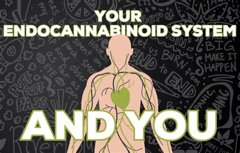 Your Endocannabinoid System And You Premium Cannabis Store Thc Cbd Edibles Tinctures