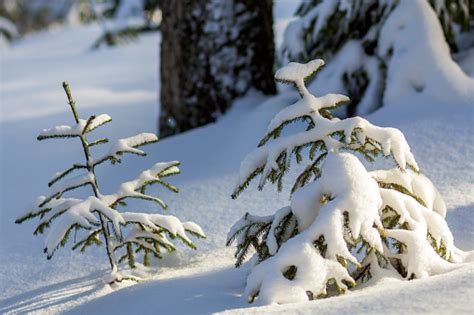 아름 다운 놀라운 크리스마스 겨울 산 풍경입니다 작은 젊은 녹색 전나무 나무 덮여 눈과 서 리 찬 화창한 날에 분명 하얀 눈 및 흐린된 나무 줄기 복사 공간 배경 가문비