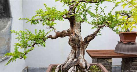 What Are Floating Bonsai Trees Bonsai Tree Help
