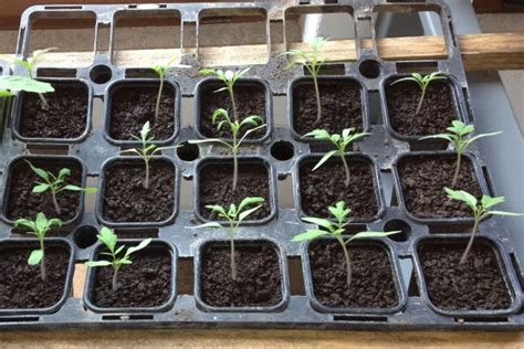 Growing Grids Vidacycle