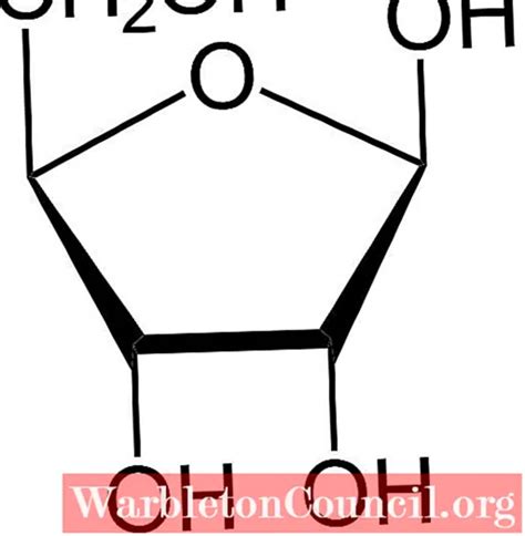 Pentoses Characteristics Biosynthesis Functions Science 2025