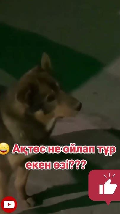 А что интересно думает это собака 🤣🤣🤣🤣 рекомендации собака приколы
