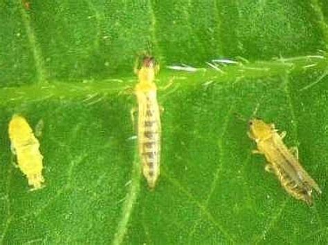 Thrips Infonet Biovision Home