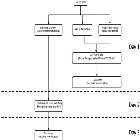 Workflow And Cost Comparison Of Routine Identification And Maldi Tof Ms