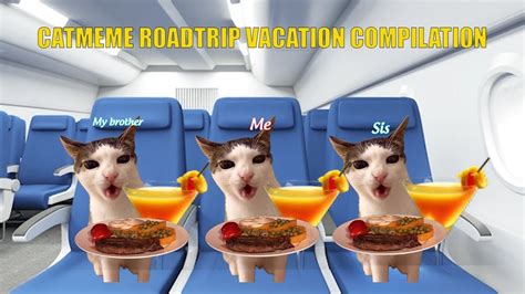 Cat Memes Roadtrip Vacation Compilation Youtube