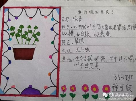小学三年级植物记录卡 植物记录卡怎么做图片 观察记录表 大山谷图库