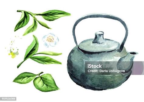 녹차와 차 주전자 나뭇잎 설정 흰색 배경에 고립 수채화 손으로 그린 그림 0명에 대한 스톡 벡터 아트 및 기타 이미지 0명 가루로 빻은 건강관리와 의술 Istock
