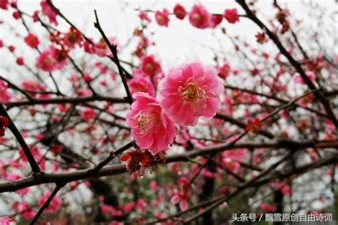 出聯一點冬梅香入畫邀對 每日頭條