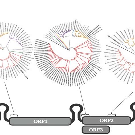Phylogenetic Tree Of Hev Partial Genome Sequences The Phylogenetic