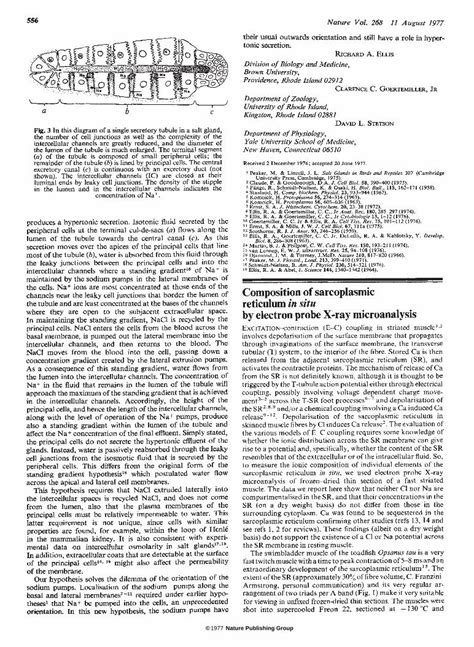 Pdf Composition Of Sarcoplasmic Reticulum In Situ By Electron Probe X Ray Microanalysis