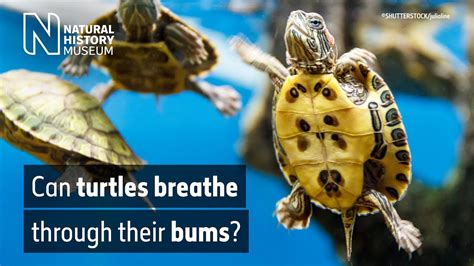 How Do Turtles Breathe Underwater Surprising Science Youtube