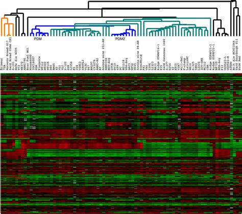 Acgh Results For Non S288c Regions Hierarchical Clustering Using Only Download Scientific