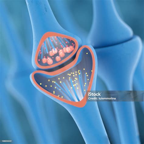 신경 세포와 시냅스 또는 신경 연결 수용체에 대한 스톡 사진 및 기타 이미지 수용체 신경세포 0명 Istock