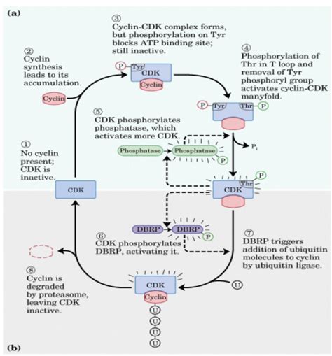 Cell Cycle Molecular Biology