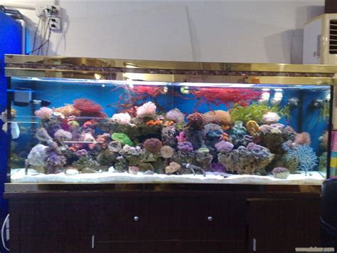 海水观赏鱼缸 海水观赏鱼缸 13701614709 海水观赏鱼缸相关信息 赢家海洋水族 上海海水鱼 一比多