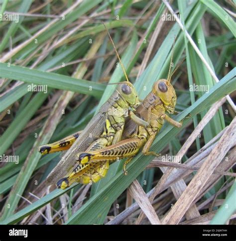 Differential Grasshopper Melanoplus Differentialis Insecta Stock