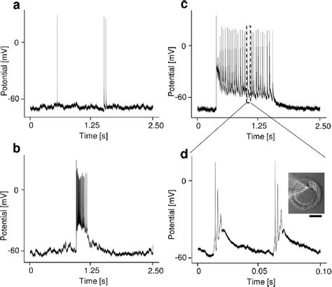 Spontaneous Firing Patterns Of Single Neurons With Autapses Cultured On
