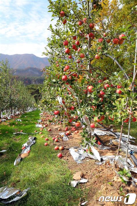 우수수 떨어진 사과무슨 일이