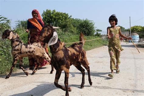 Schule Statt Schlaf F R Kleine Inder