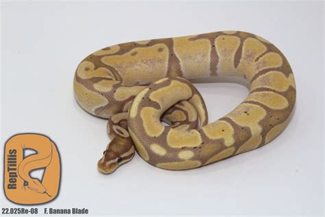 Female Banana Blade Ball Python