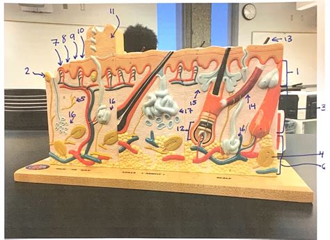 The Skin Model Please Label The Following