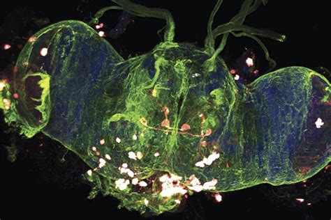 A Multiphoton Microscope Enables Portable 3d Biological Imaging Features Sep Oct 2022