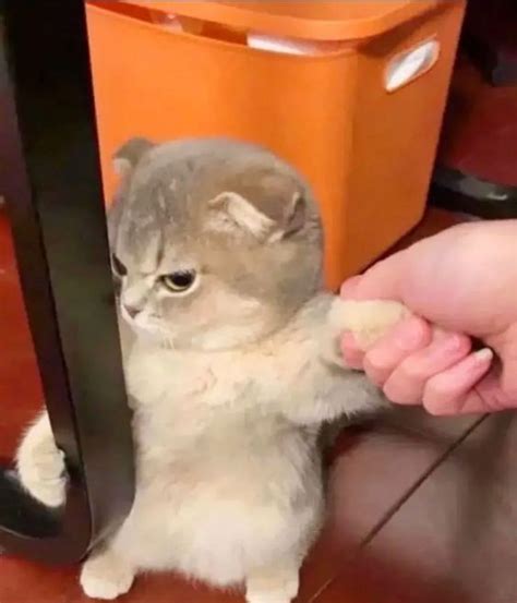 100 Funny And Relatable Cat Memes Youll Laugh At Every Time Page 4 Of 5 Dailyfunnyquote