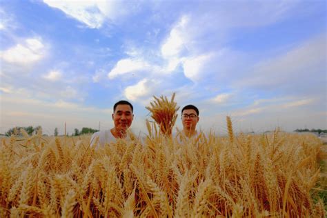 商丘宁陵小麦丰收 农民喜乐 河南商报