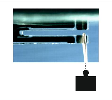 Setup For Evaluating The Spring Constant By Hookes Law The Deflection Download Scientific