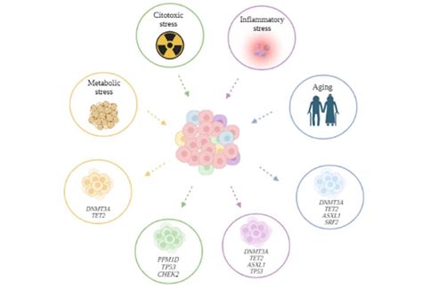 Exploring Clonal Hematopoiesis And Its Impact On Aging Cancer And Patient Care