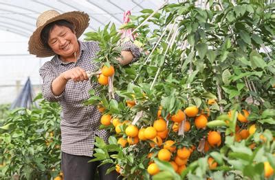 浙江德清大棚柑橘喜丰收 人民图片网