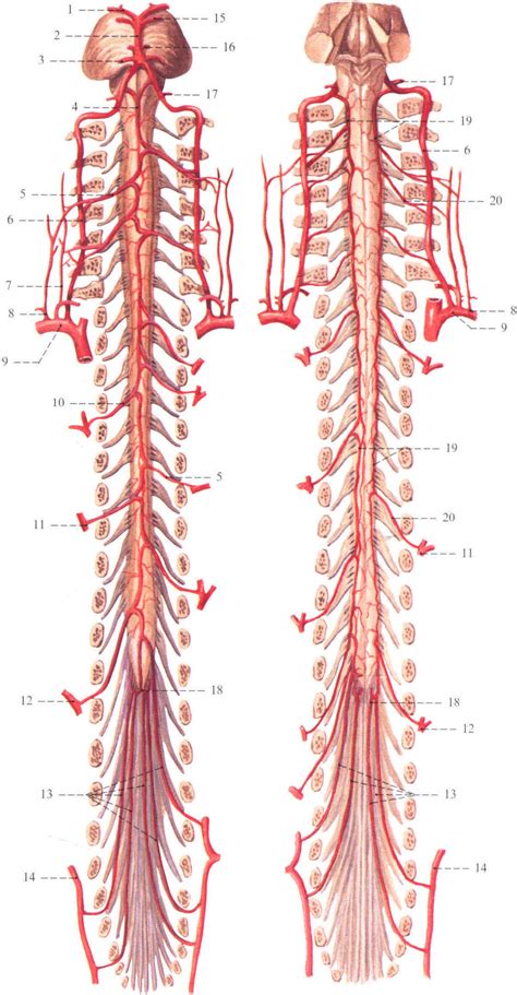 脊髓的动脉 系统解剖学图谱