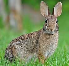 Lagomorpha Wikipedia