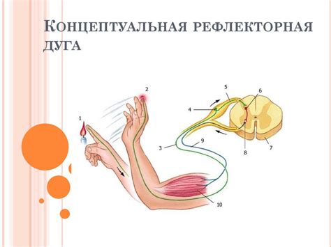 Рефлексы Рефлекторная дуга презентация онлайн