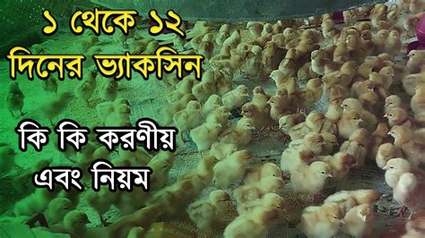 ১২ দিনের লেয়ার বাচ্চা লালন পালন ও ভ্যাকসিন ইউনিক এগ্রো লেয়ার মুরগি পুলেট লেয়ার মুরগি Youtube
