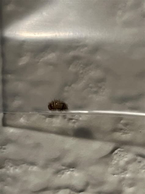 What Is This Found In My Bed R Whatsthisbug