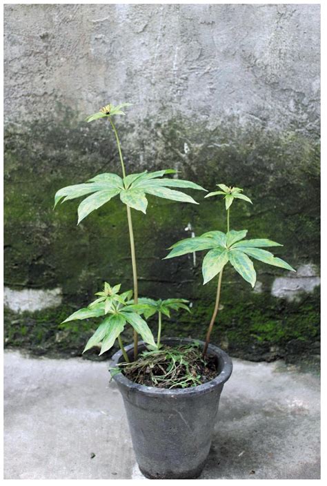七叶一枝花 北仑中草药 医学