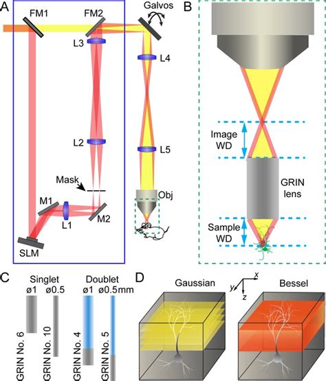 Figures And Data In High Throughput Synapse Resolving Two Photon Fluorescence Microendoscopy For
