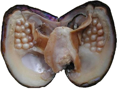 Clam Pearls Oyster Pearls Whatever It Is Rmakemesuffer