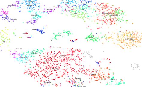 Map Of Gene Expression Gives New Clues To Brain Development The