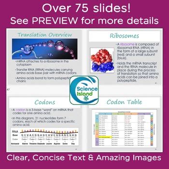 DNA And Protein Synthesis PowerPoint And Notes PowerPoint And Google Slides