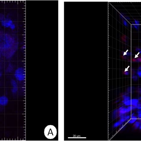 3d Representation Of The Dhe Staining And Dapi Staining Of Download Scientific Diagram