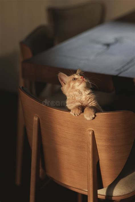 Fluffy Creamy Ginger Kitten With Charismatic Look Stock Image Image