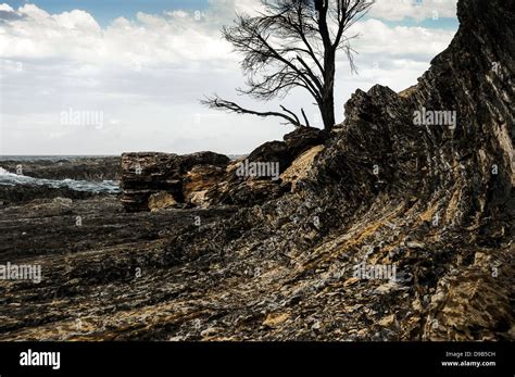 Tree Growing Out Of Rock High Resolution Stock Photography And Images Alamy