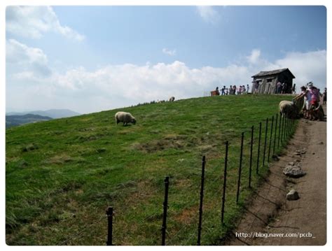 당일치기 대관령 양떼목장 네이버 블로그