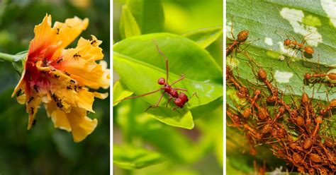 12 Unbeatable Tricks To Repel Ants From Your Garden Leafyjournal